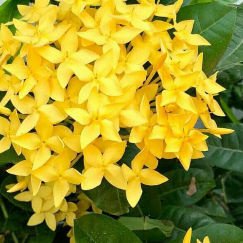 Anak Pokok Ixora Bunga Kuning / Jejarum Kuning / Pokok Bunga Ixora ...