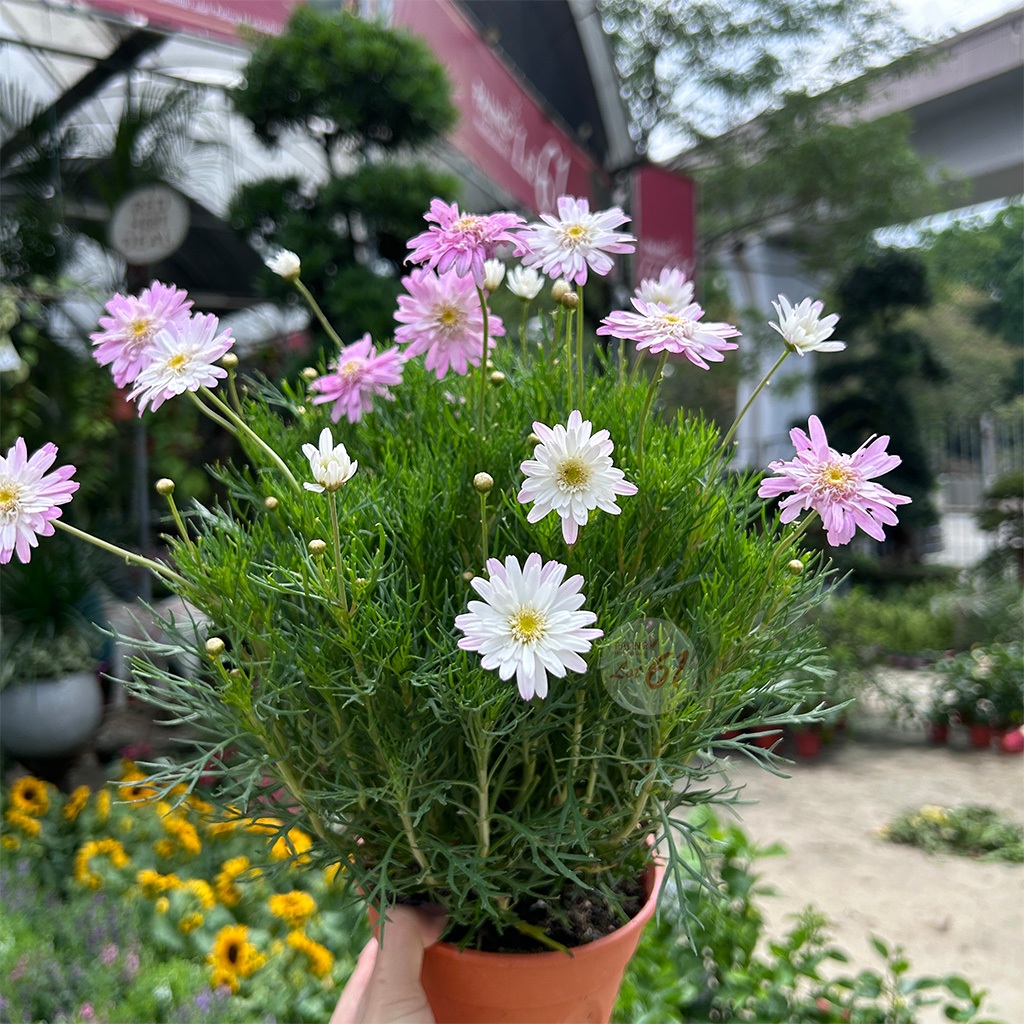 [Paling Horticulture Sdn Bhd] Marguerite Pink Daisy 玛格丽特雏菊 l Pokok ...