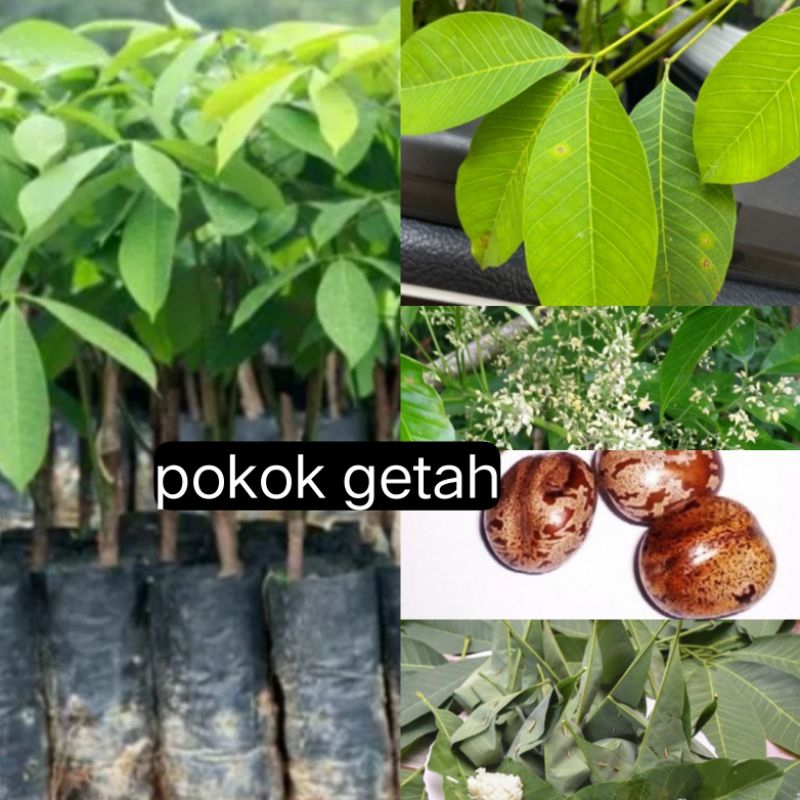 pokok getah(anak pokok getah/daun getah)+freegif🎁 | Shopee Malaysia