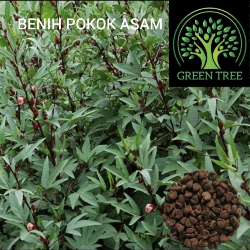 Benih Daun Asam (Fresh Grade A Seeds)(Wholesale) | Shopee Malaysia