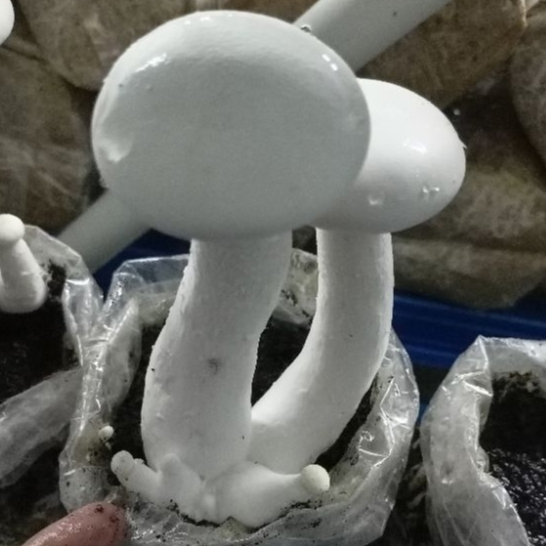 Hot sale, ready stock!!! 5 Bongkah Cendawan Melati / Susu / Milky ...