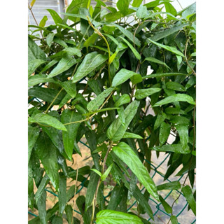 Pucuk dan pokok Ulam Sekentut 200g ++ | Shopee Malaysia