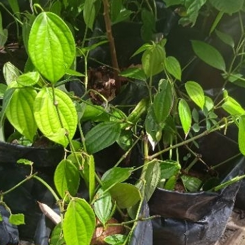 Anak Pokok Lada Hitam Asli Sarawak( Borneo Pepper) | Shopee Malaysia