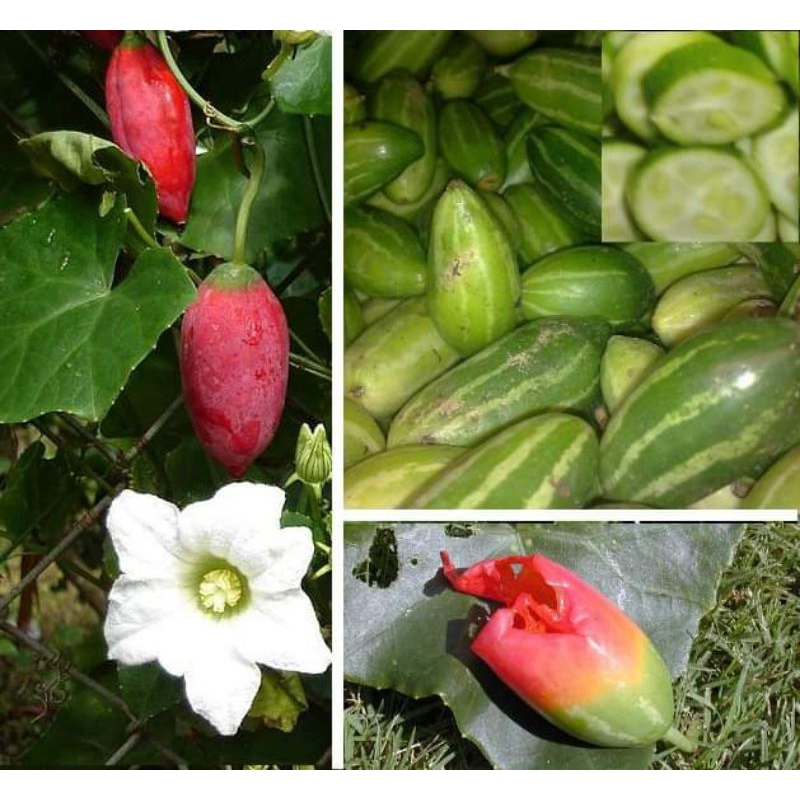 pokok timun tikus#ulam#herba +freegif🎁 | Shopee Malaysia