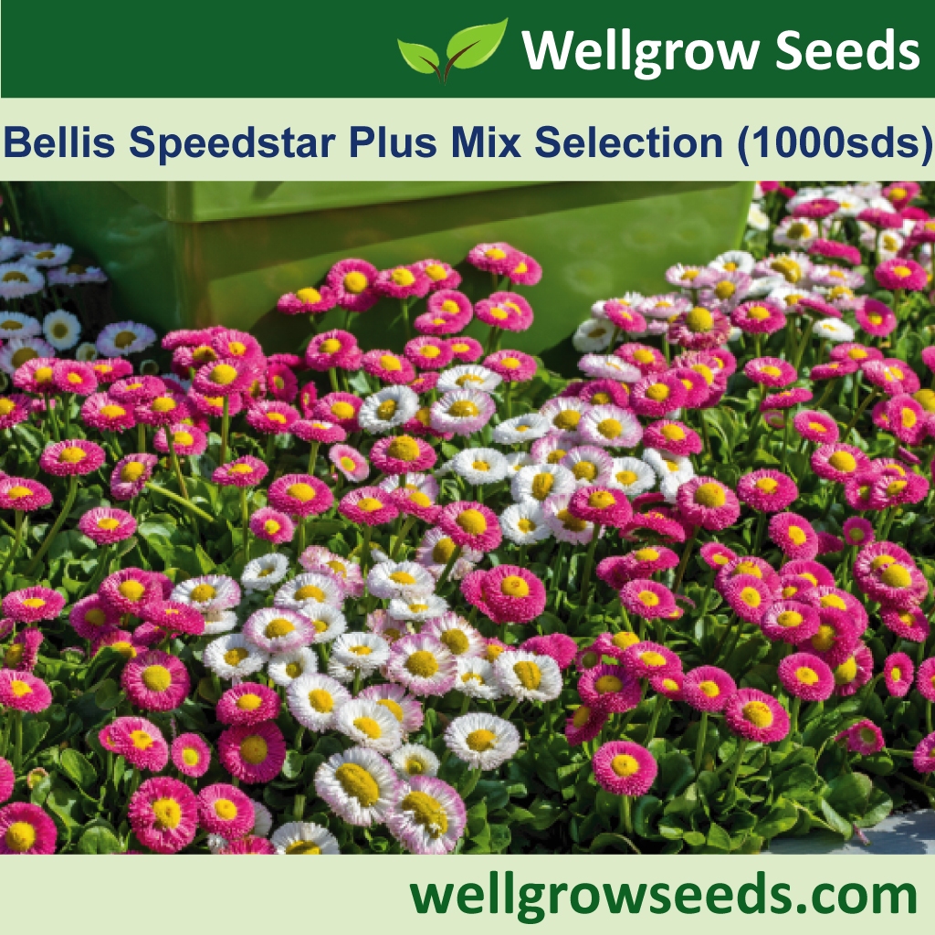 Bellis Speedstar Plus Mix Selection (1000sds) 雏菊 : 行星 (混色) Flower Seeds ...