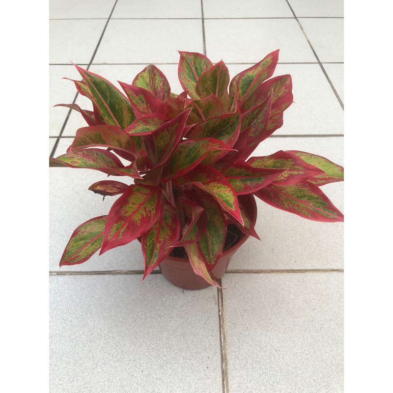 Aglaonema red gold / siam aurora (15cm pot) premium | Shopee Malaysia