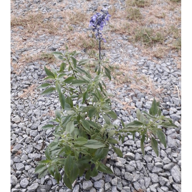 Anak Pokok Lavender Seperti Dalam Gambar | Shopee Malaysia