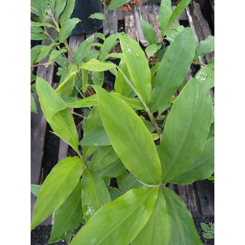 Anak pokok Pokok Lempoyang | Shopee Malaysia