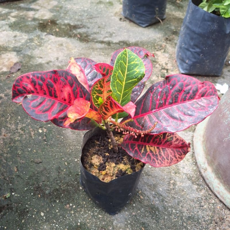 Pokok Pudding Kura Kura / Croton / outdoor plant / dekorasi tanaman ...