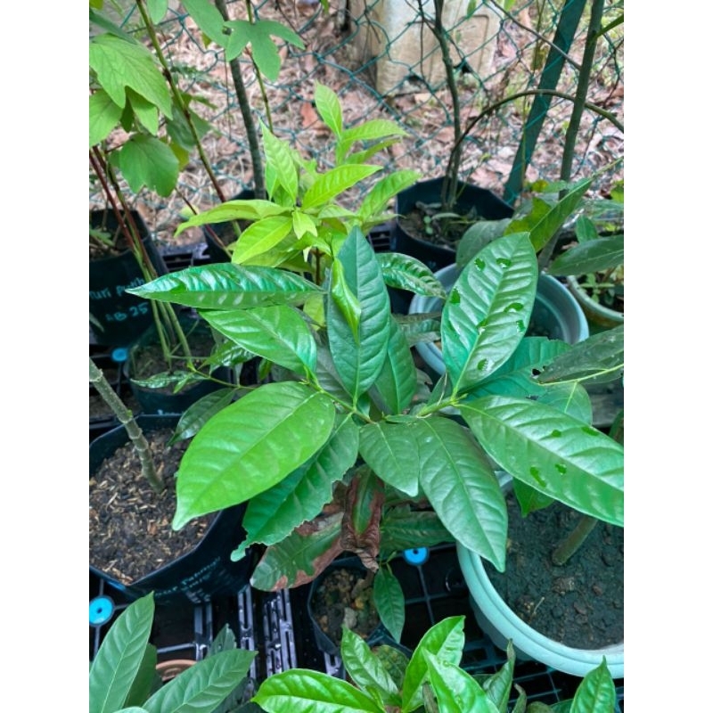 Anak Pokok Daun Salam/Serai Kayu | Shopee Malaysia