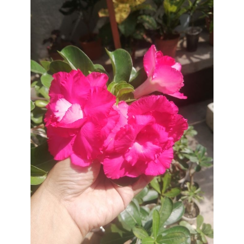 Pokok Adenium double pink bandung sekali pasu adenium pink 粉色重瓣 沙漠玫瑰 ...