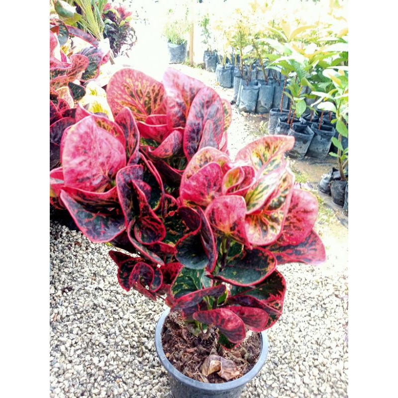 Pokok Bunga Puding Siam | Shopee Malaysia