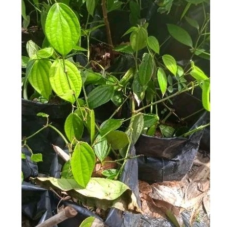 pokok lada hitam/ black pepper original sarawak | Shopee Malaysia