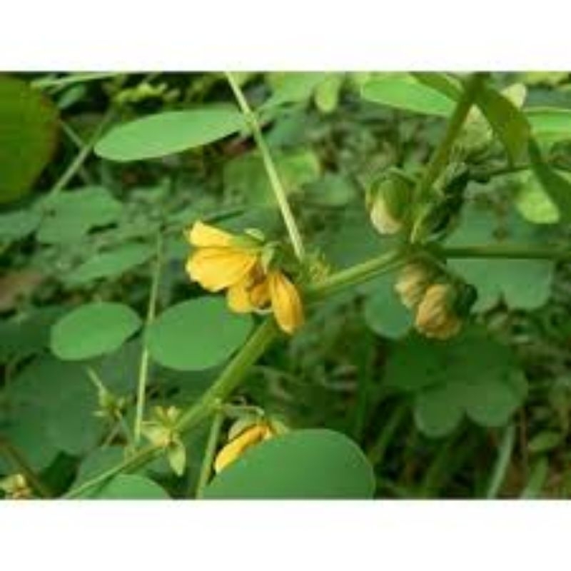 Keratan pokok herba liar gelenggang kecil / gelenggang nasi/ suckle ...