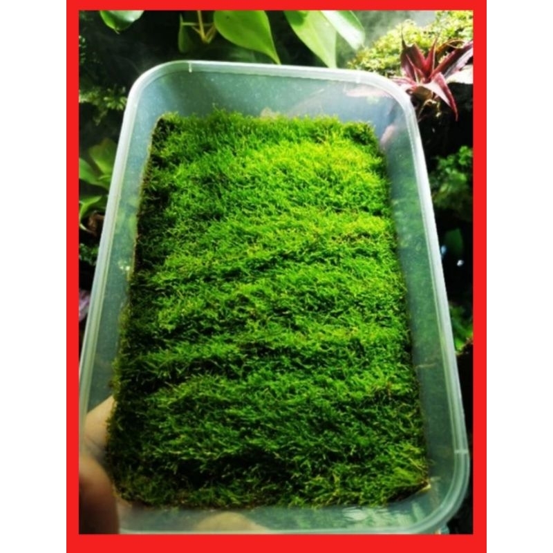 Hynum curvifolium moss,terrarium,paludarium,vivarium | Shopee Malaysia