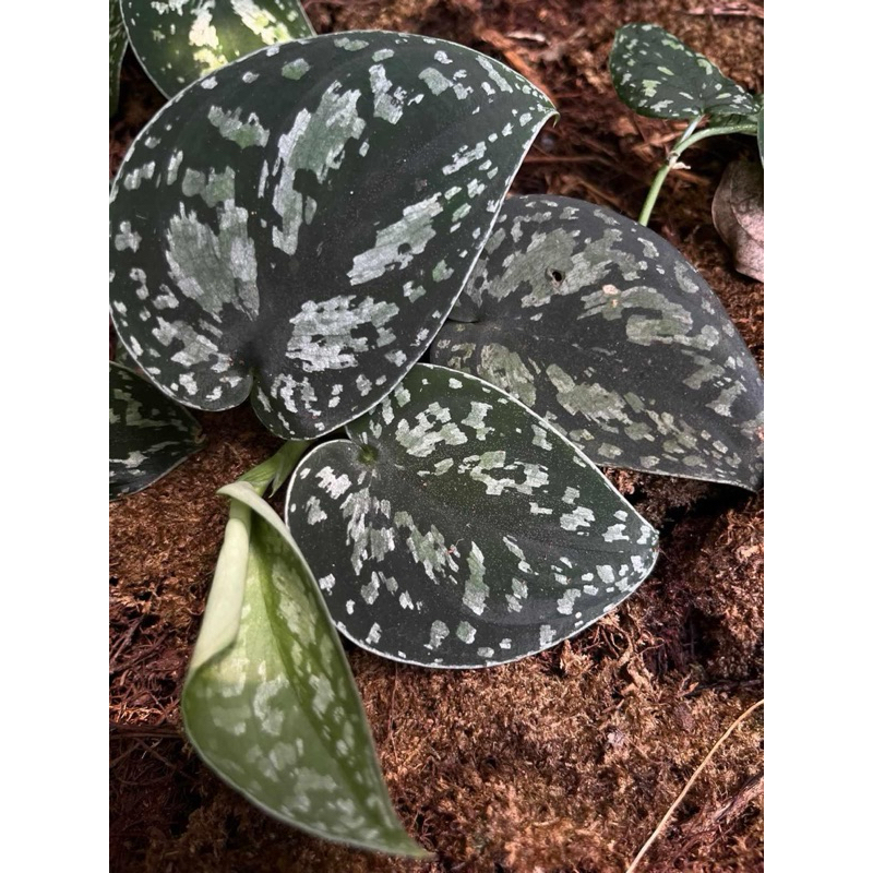 Scindapsus Tricolor 🪴Scindapsus Sp Borneo | Shopee Malaysia