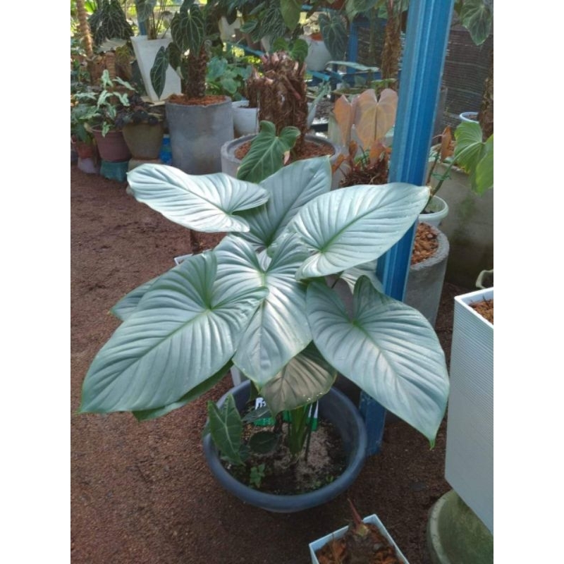 (RARE) Homalomena Silver | Shopee Malaysia