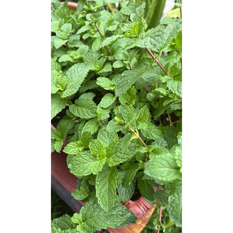 Pokok Pudina [Pokok Herba LIVE PLANT] | Shopee Malaysia