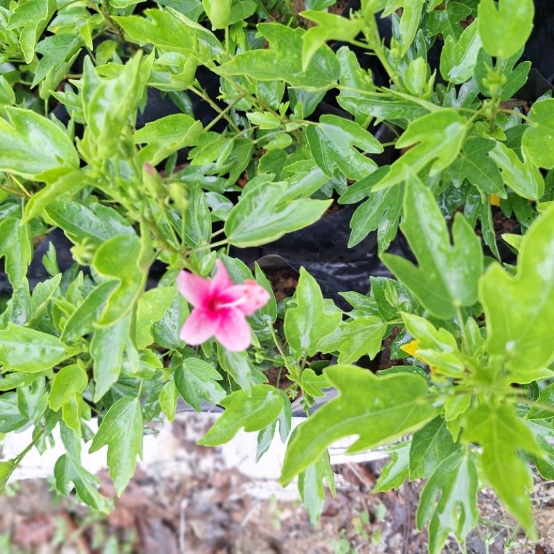 Santhanna" Bunga Raya warna pink / daun kecil / dekorasi bunga/ tahan ...