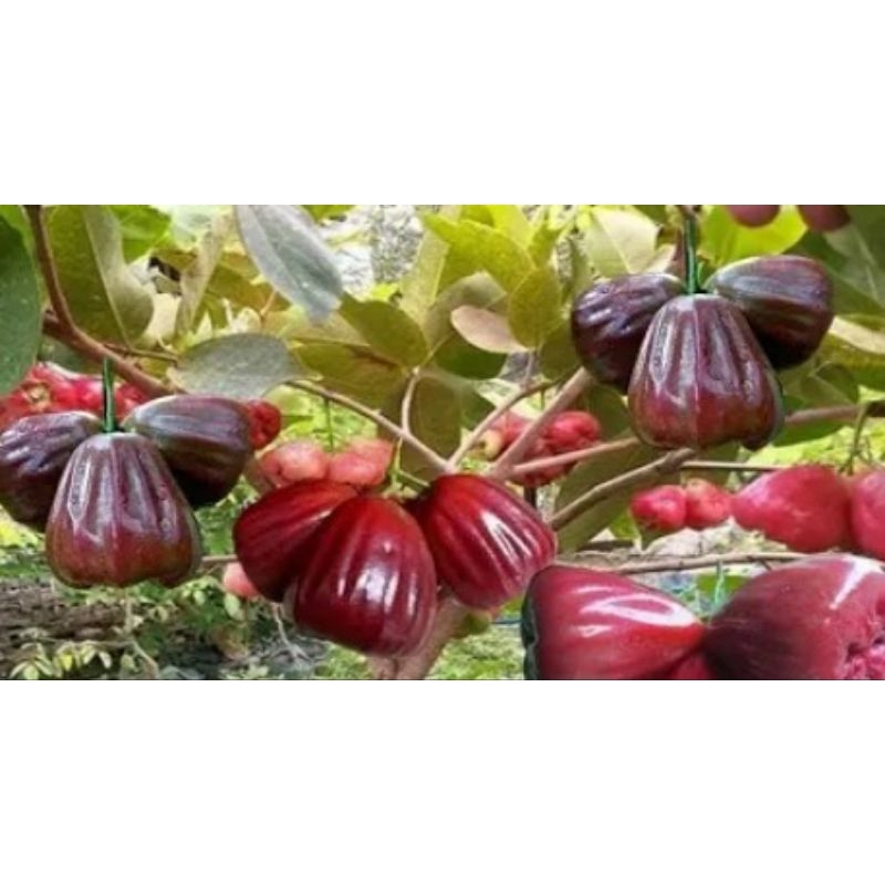 anak pokok jambu dalhari tut | Shopee Malaysia