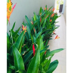 [READY STOCK]🌷🌷POKOK HIDUP ANAK POKOK SEPIT UDANG(Heliconia) | Shopee ...