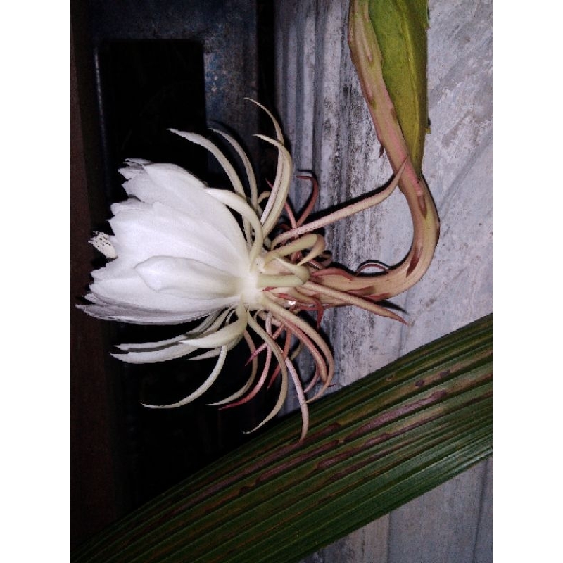 Anak pokok bunga bakawali besar( queen of the night) | Shopee Malaysia