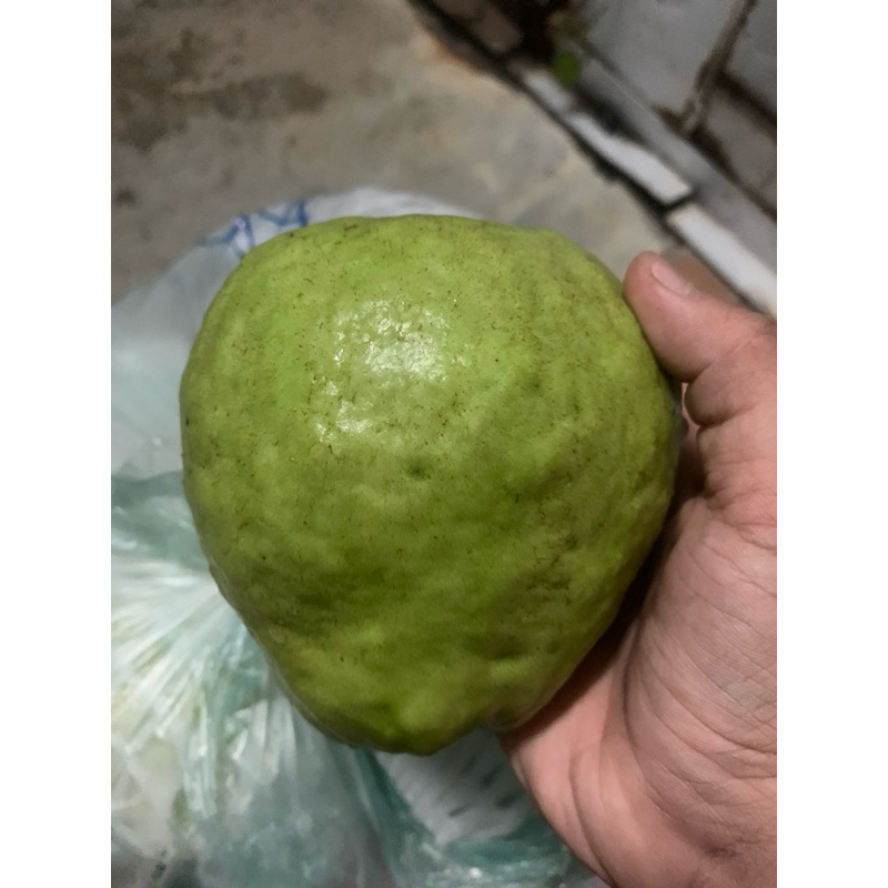 【RM2.00 Only!】Big Guava / Jambu Batu Buah｜Fresh & Juicy｜Crispy & Sweet ...