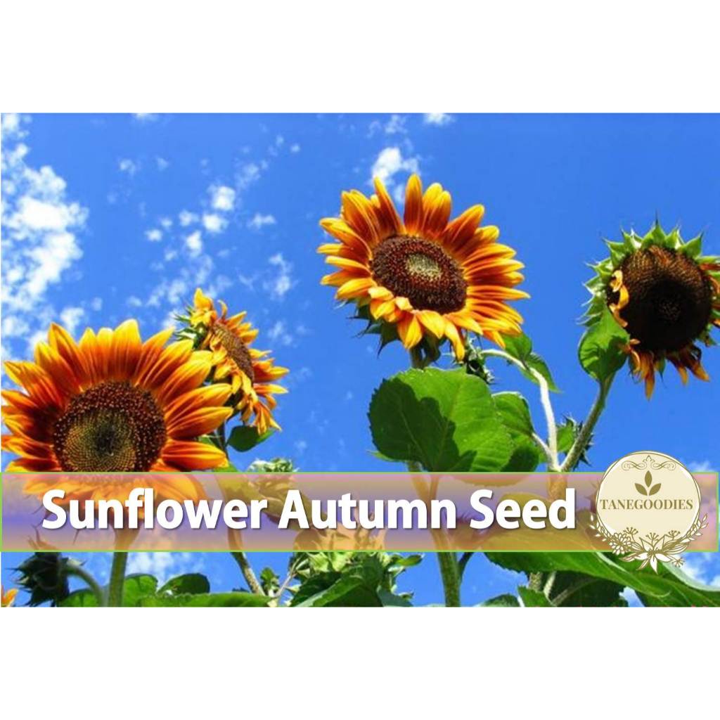 20pcs Seed Sunflower Autumn Fire Heart Helianthu Biji Benih Bunga ...