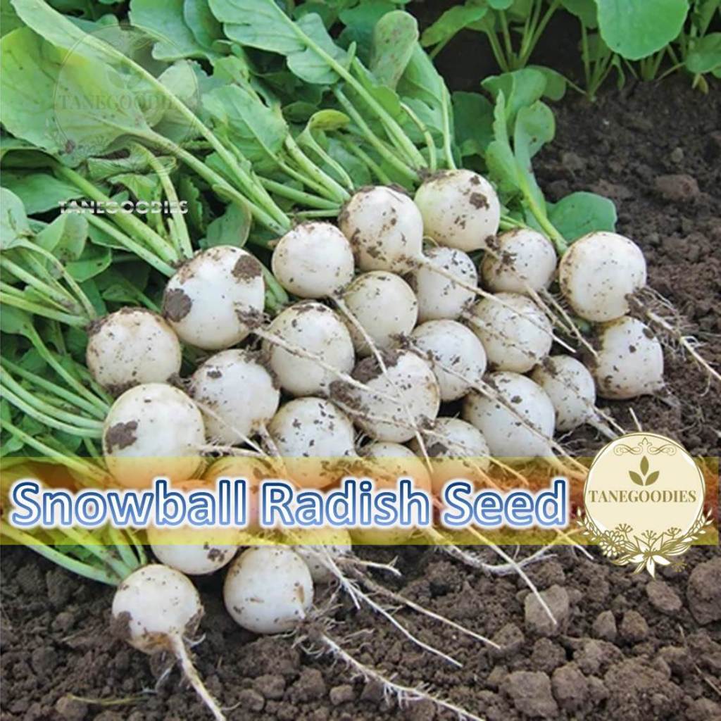 30pcs Seed Snowball White Cherry Belle Radish Carrot Lobak Putih ...