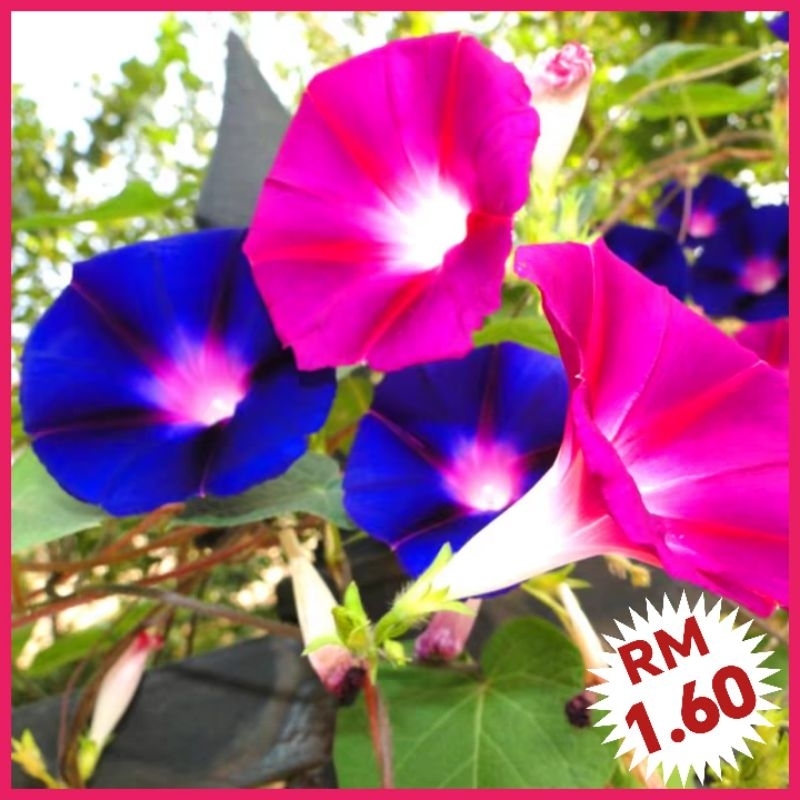 Morning Glory Flower Seed Kemuliaan Pagi Biji Benih Bunga Pagi Flower ...
