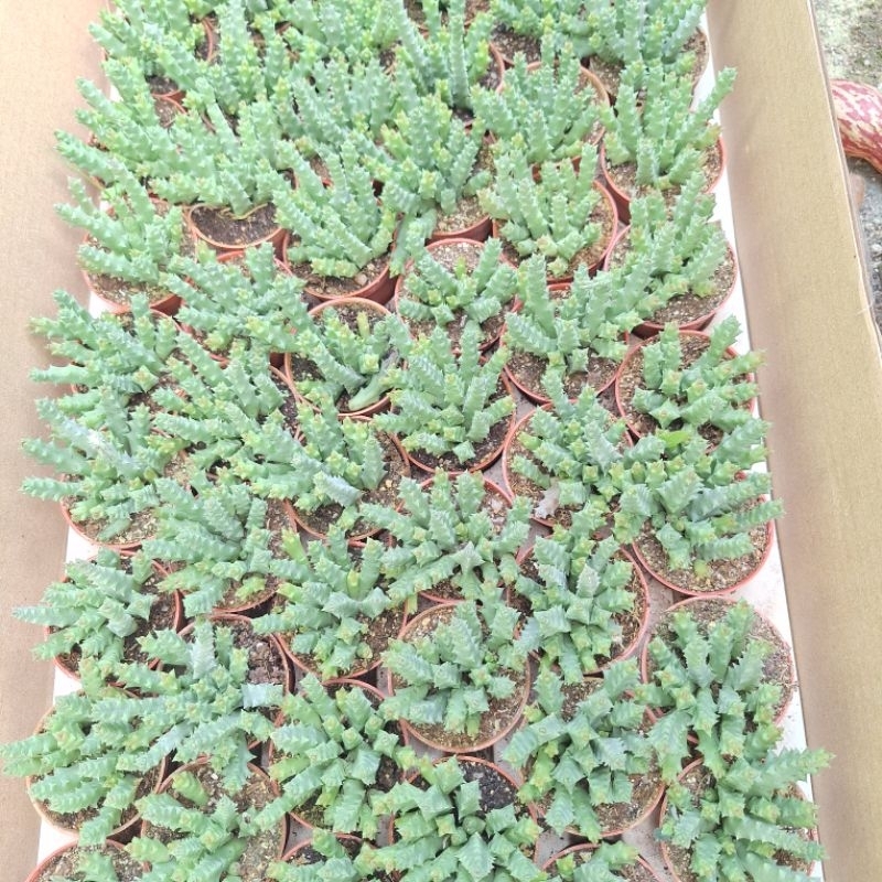 Succulent dan Cactus 50 pasu / dekorasi bunga/ pokok hidup | Shopee ...