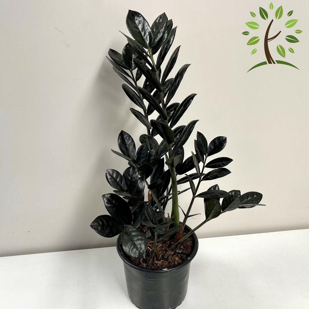 Berjaya Plant Nursery - Money Tree/Zamioculcas Zamiifolia(Pokok Bunga ...