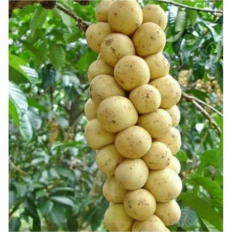Anak Pokok Duku Terengganu | Shopee Malaysia