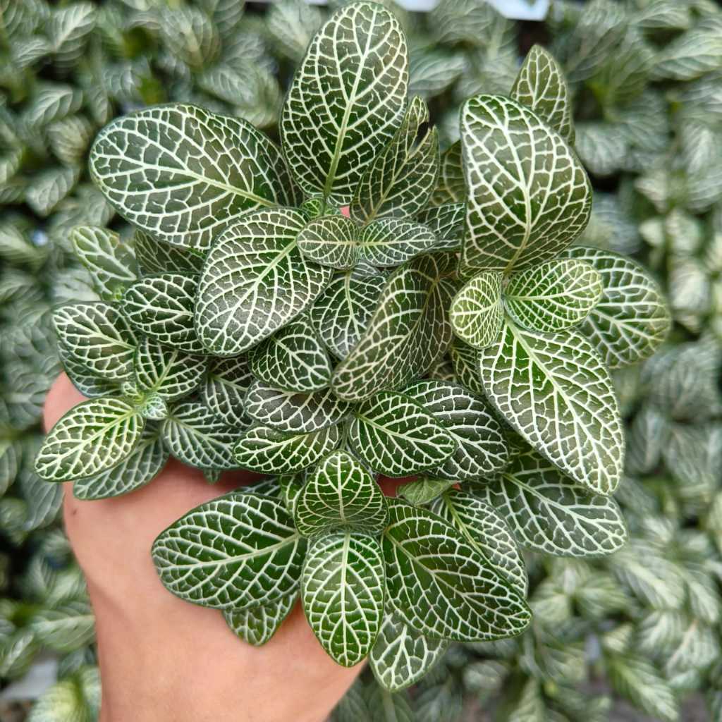 GPS Green Plant Society Live Plant Fittonia Mini Superba 小星光 网纹草 ...