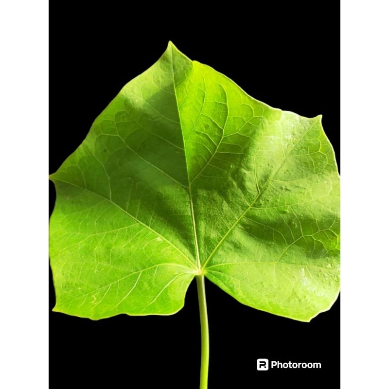 Daun Pokok Jarak Pagar / Daun Pokok Tangan² | Shopee Malaysia
