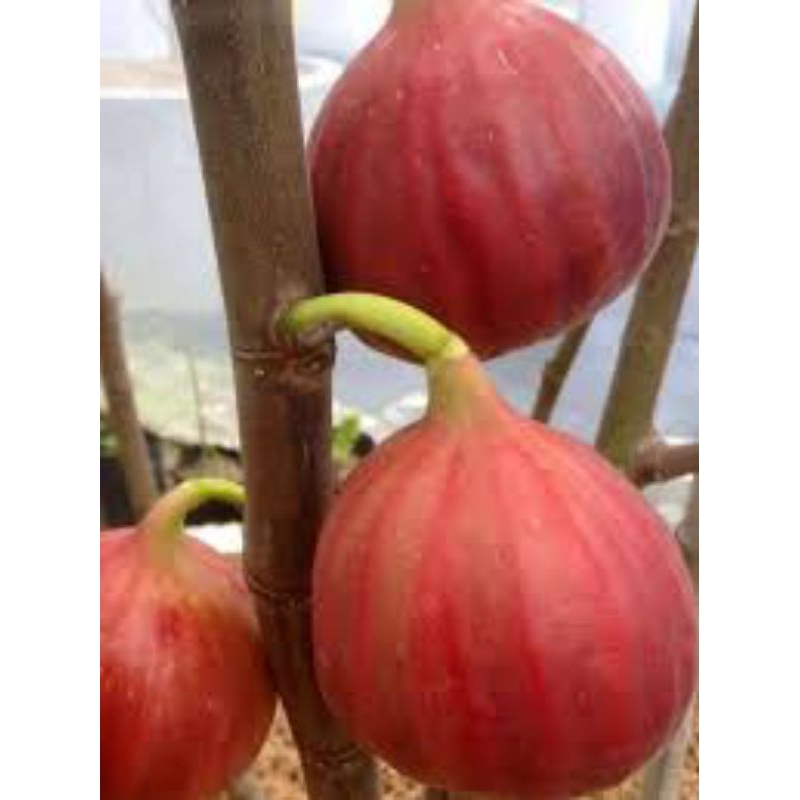 Pokok FiG (Pokok Tin Buah Merah) | Shopee Malaysia