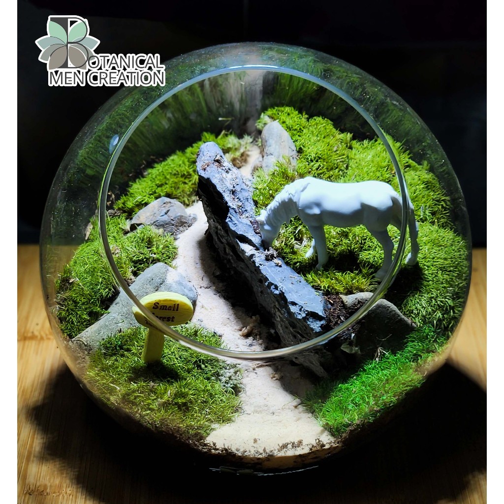 BMC (L Size) round preserved moss tank terrarium landscaping decoration ...