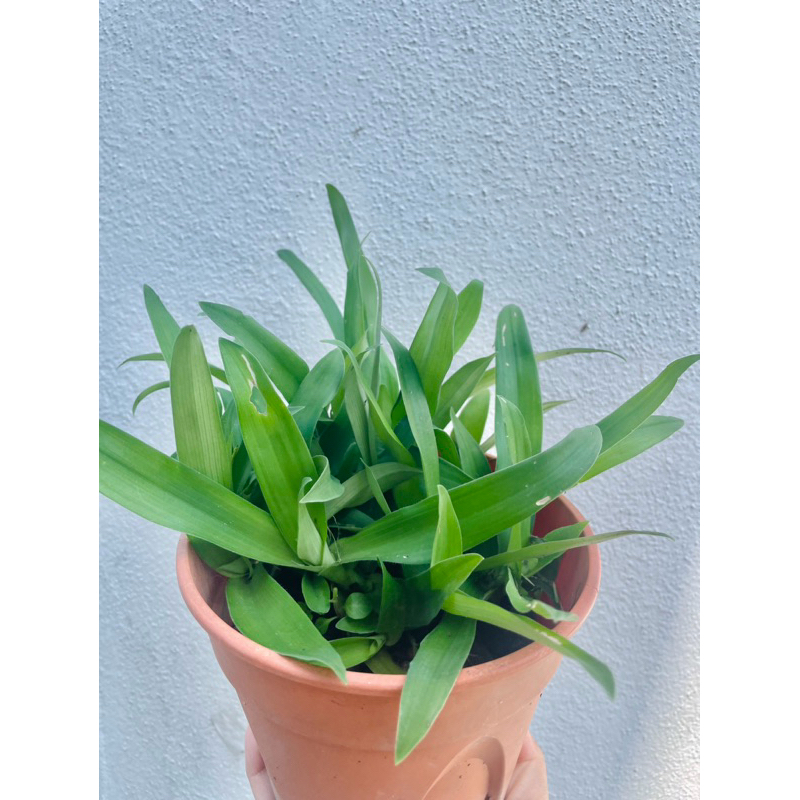 POKOK RUMPUT SITI KHADIJAH/PENGUBAT KANSER | Shopee Malaysia
