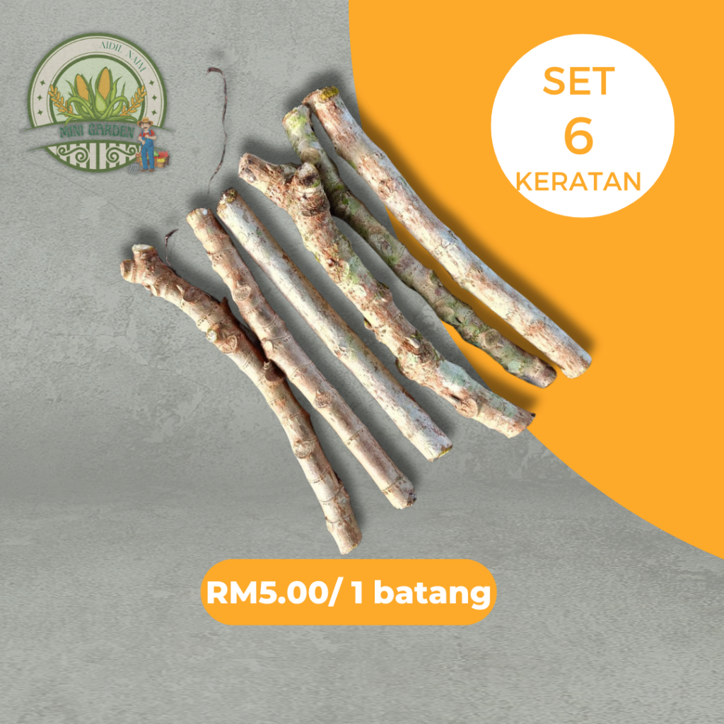[Set Murah] 6 Keratan Pokok Ara Mekah Tin Ficus auriculata Cutting ...