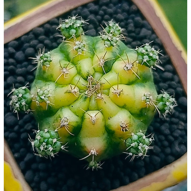 GYMNOCALYCIUM ID KRISTADA CACTUS (OFFSETS FROM LANDED MOTHER PLANT ...