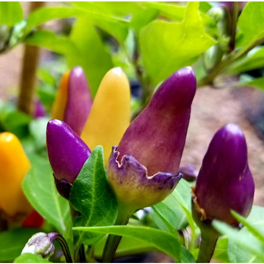 CILI HIAS =BENIH CILI BLEEDING RAWIT PURPLE CILI PADI UNIK DARI ...