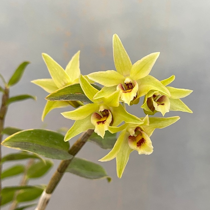 [ Rare + Variegated ] Dendrobium officinale | catenatum | Species ...