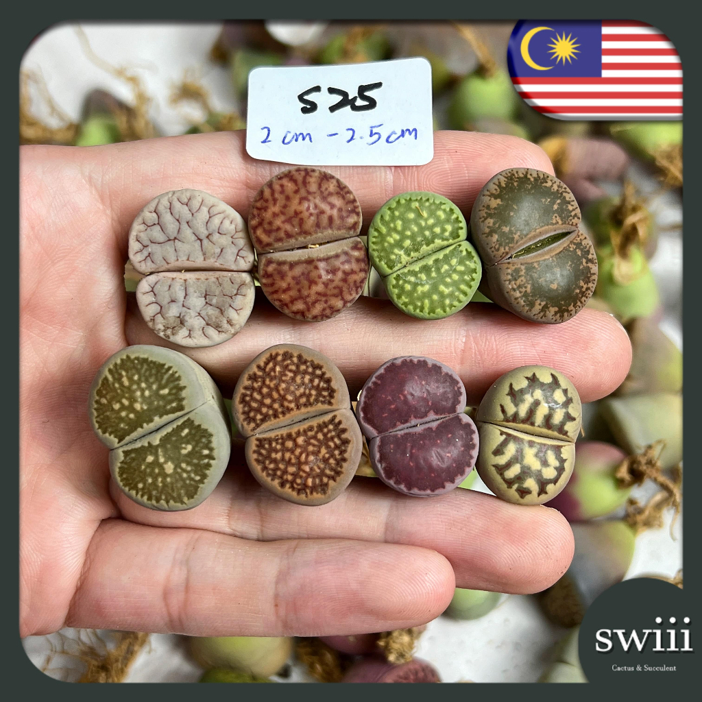 【S25】Big Lithops Plant As Photo 大颗生石花一物一拍 | Shopee Malaysia