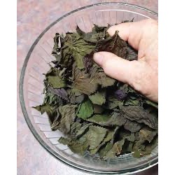 daun perilla kering (perilla frutescens) 紫苏叶 zi su ye beefsteak leaves ...