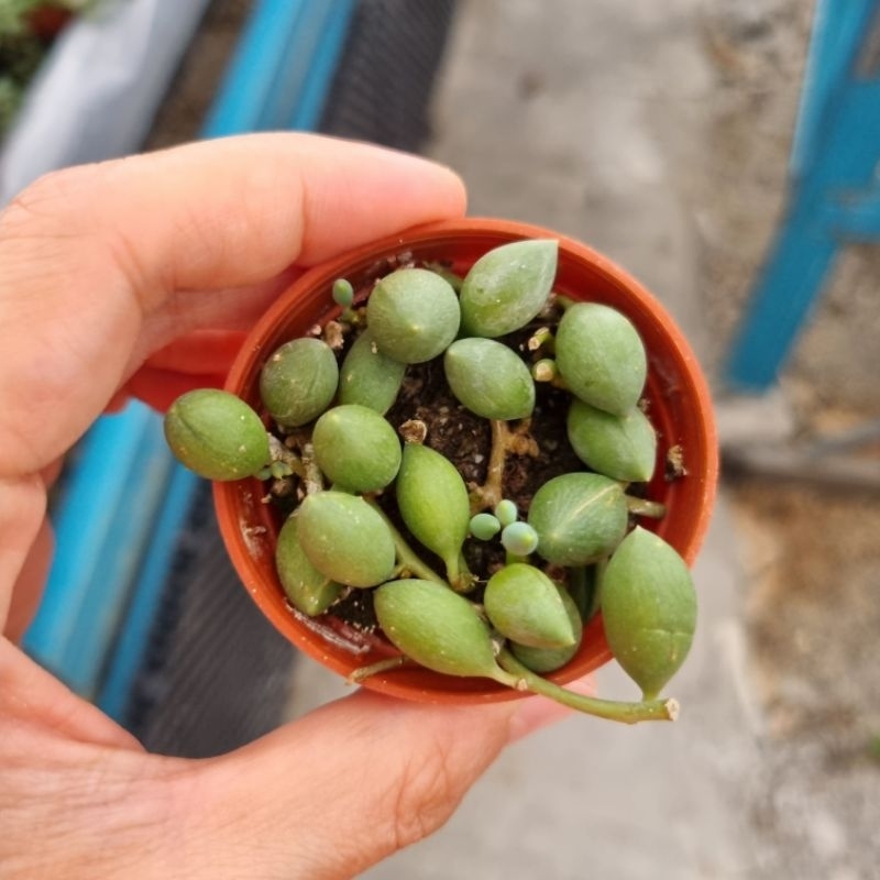 Live succulent plant string of pearl(pot size 5cm) ready stock 多肉植物 佛珠 ...