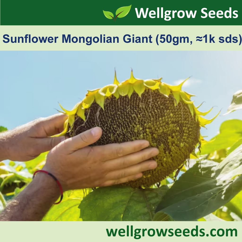Sunflower Mongolian Giant (50gm, ≈1k sds) 蒙古巨人向日葵 Biji Benih Bunga ...