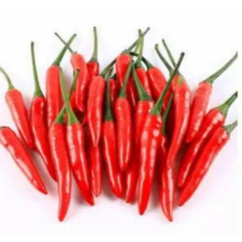 Bibit Cili Padi Pedas | Shopee Malaysia