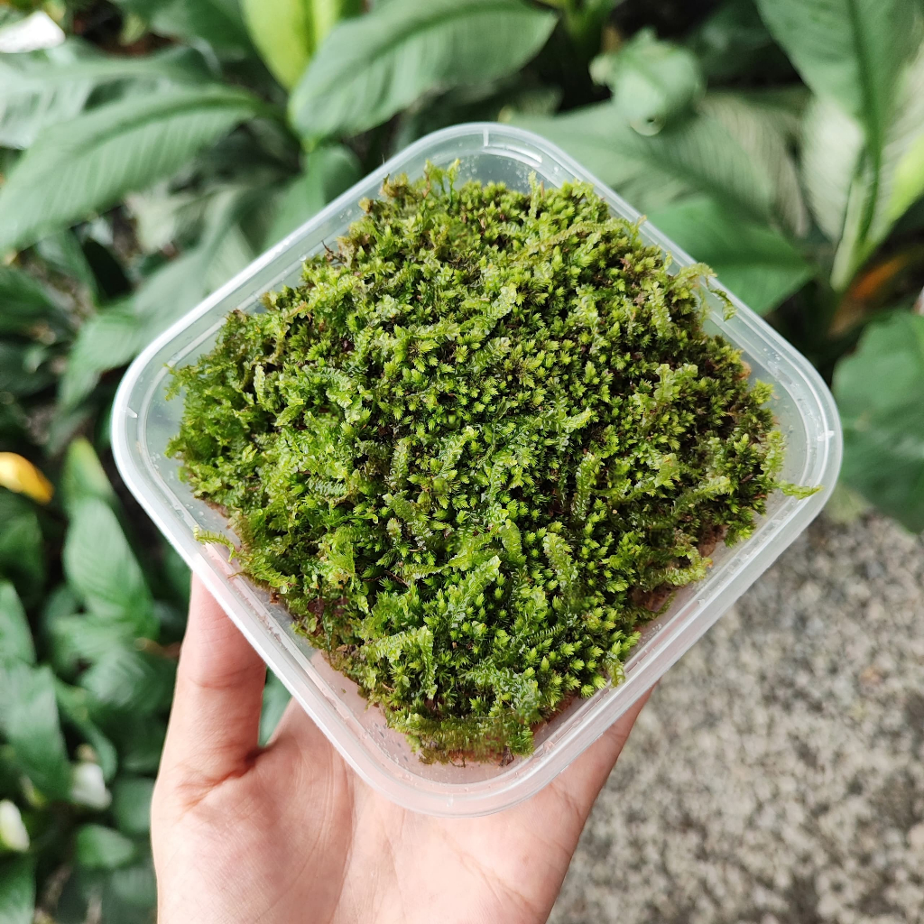 Bun moss/Fox tail moss 10cmx10cm (Terrarium moss, paludarium moss ...