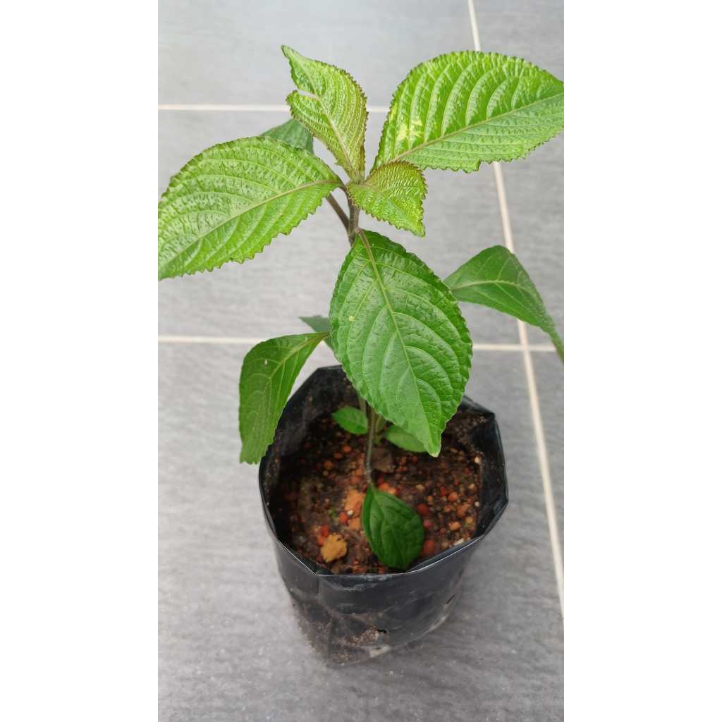 黑面将军小苗/ Anak pokok pecah kaca / Black face general ( Strobilanthes ...