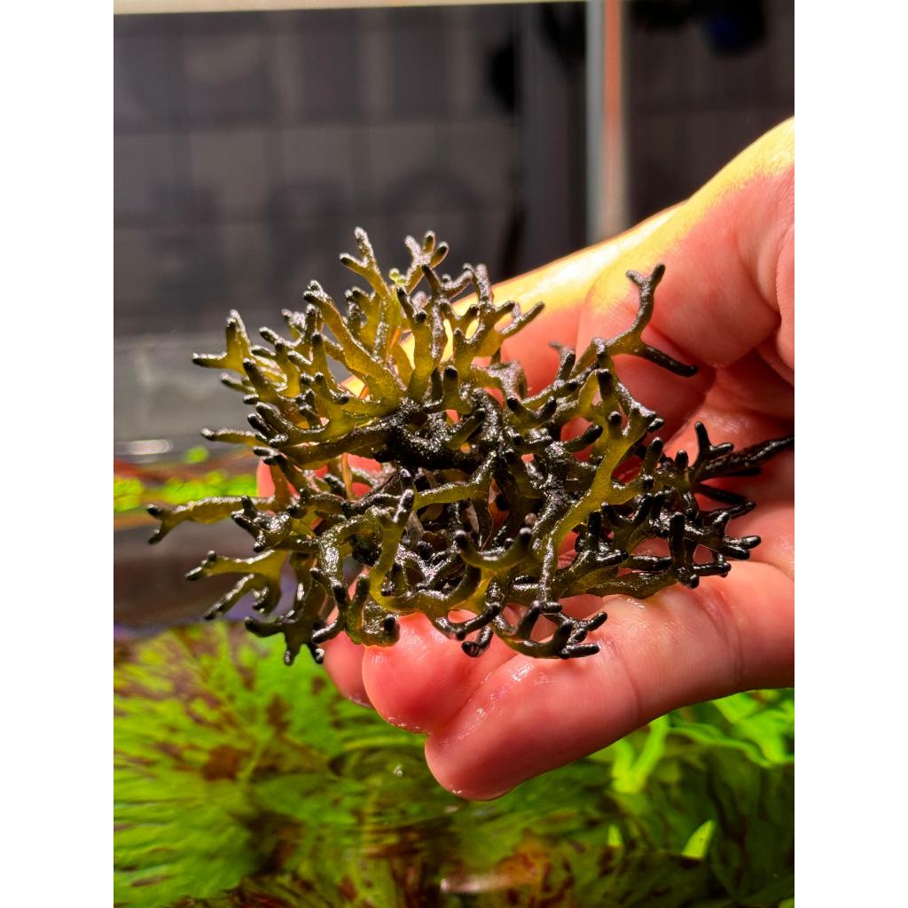 [LOCAL SELLER] Codium - Macroalgae (Marcoalgae/Saltwater/Algae/Marine ...